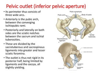 Pelvic Skeleton | PPT