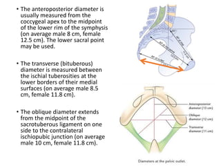 Pelvic Skeleton | PPT