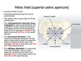 Pelvic Skeleton | PPT