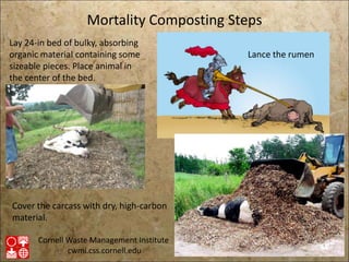 Mortality Disposal and Its Implications on Human, Animal and ...