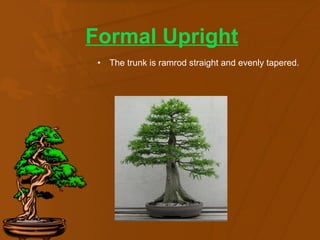 Bonsai Basics | PPT