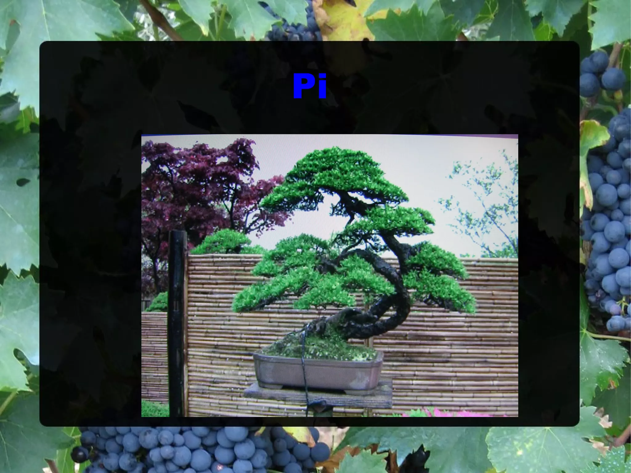 Bonsai | PDF