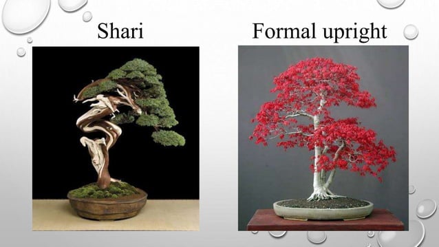 Bonsai | PPTX