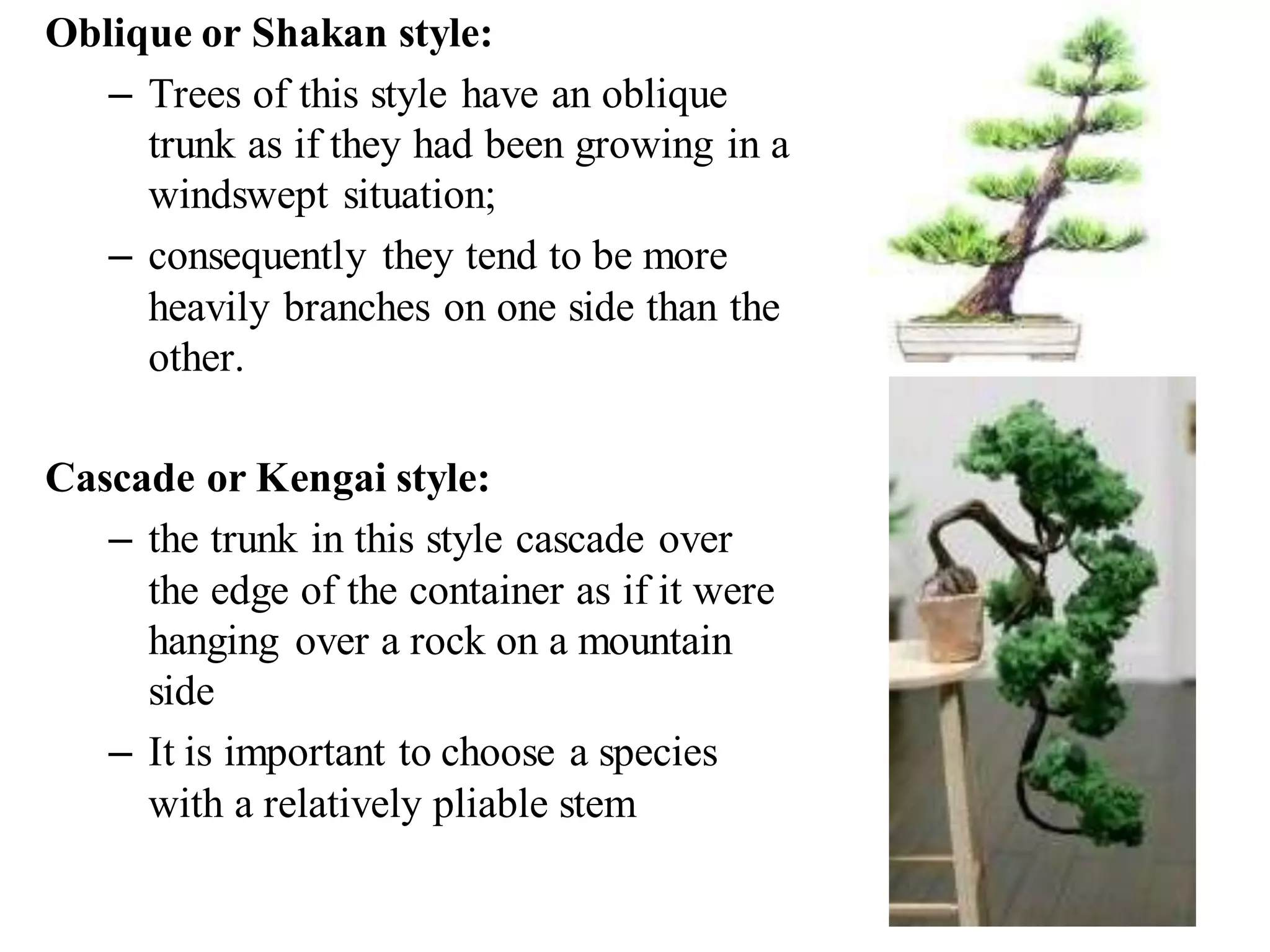 Introduction to bonsai tree | DOCX