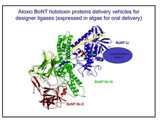 Means of Treating Botulinum Neurotoxin Persistence | PPT