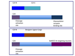 Means of Treating Botulinum Neurotoxin Persistence | PPT
