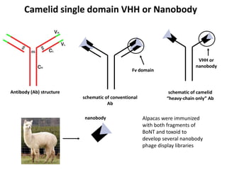 Means of Treating Botulinum Neurotoxin Persistence | PPTX