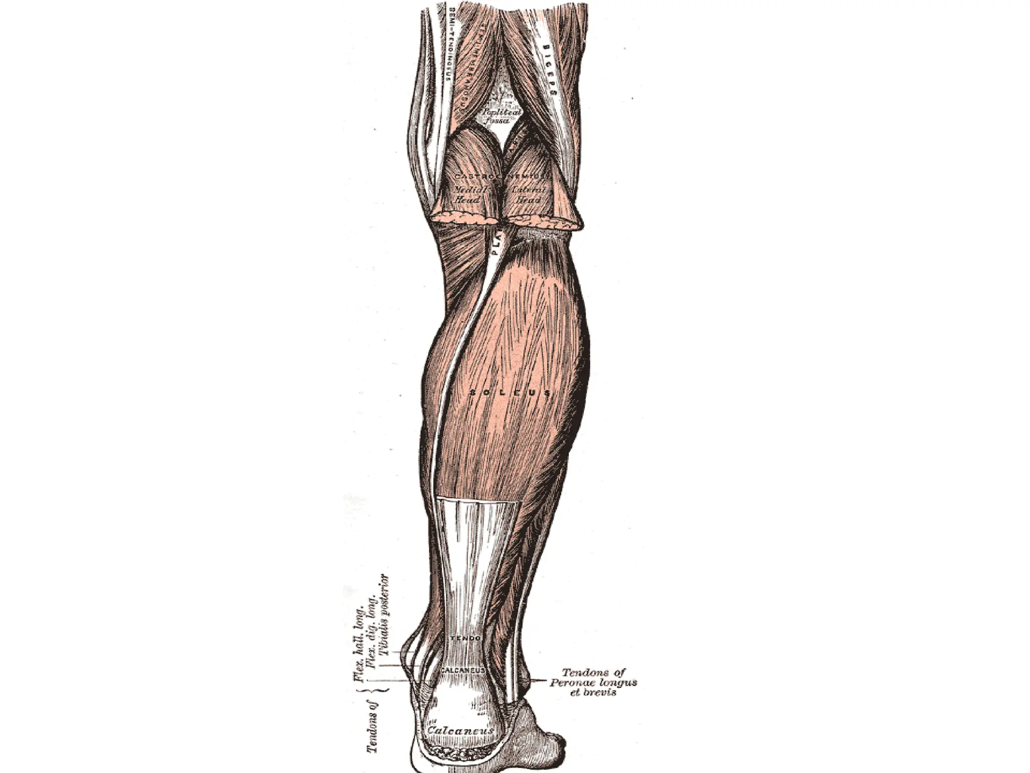 Bony anatomy of human body medical anatomy | PPTX
