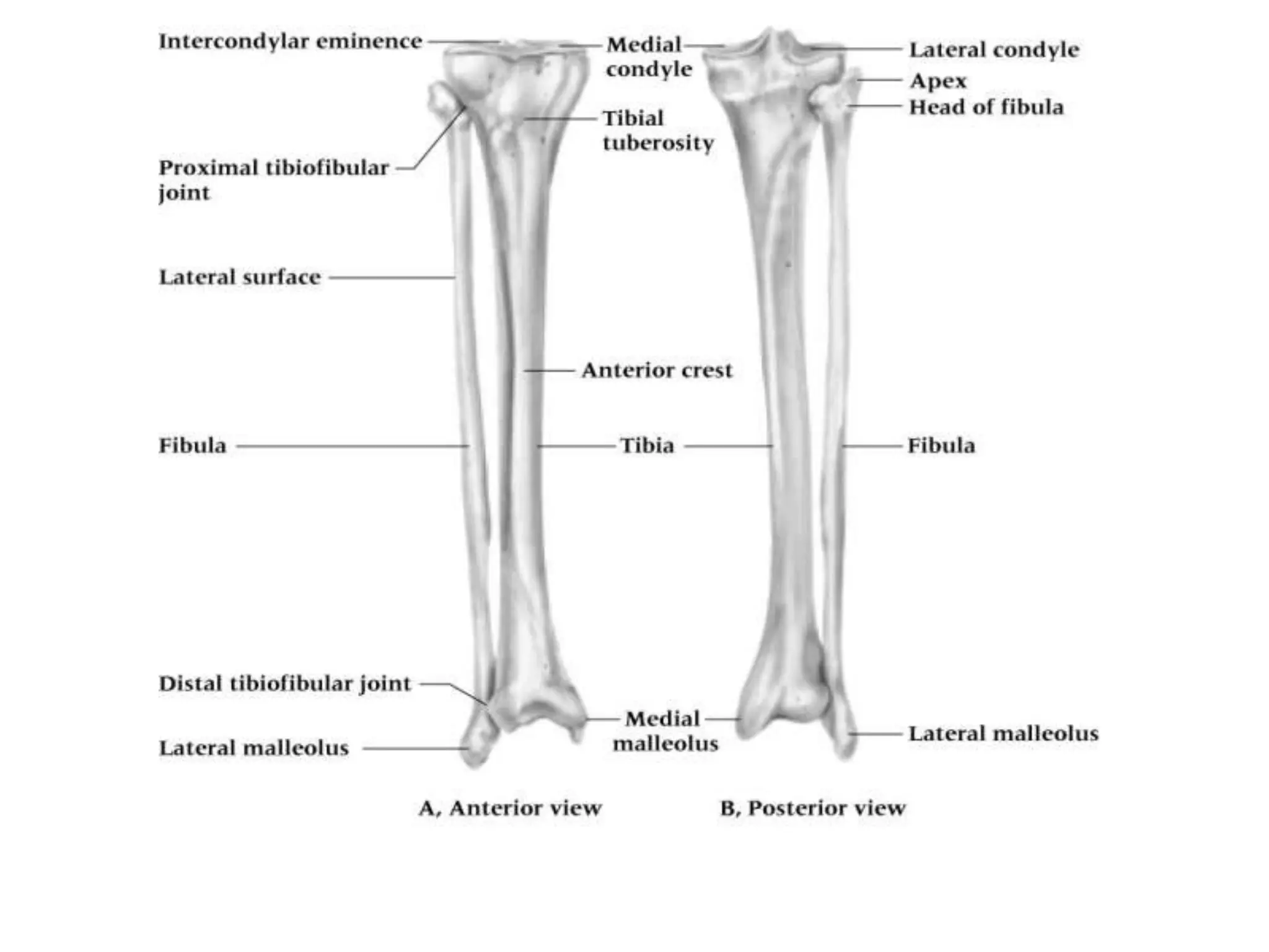 Bony anatomy of human body medical anatomy | PPTX