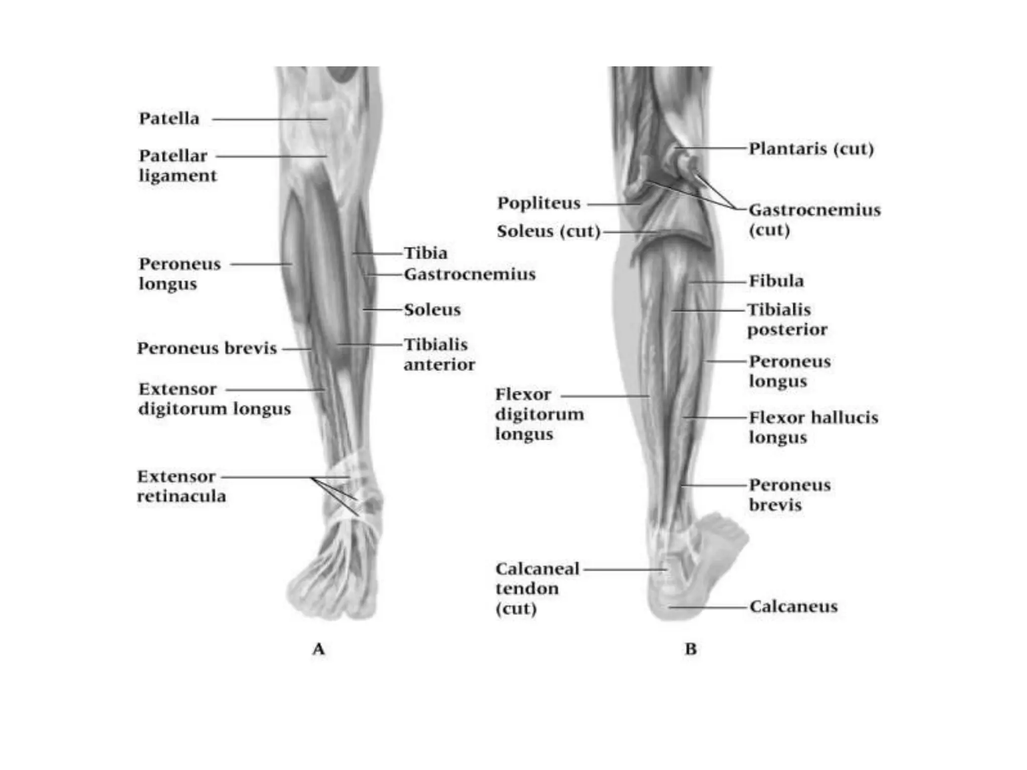 Bony anatomy of human body medical anatomy | PPTX
