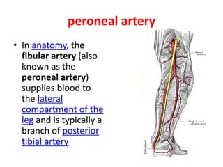 Bony anatomy of human body medical anatomy | PPTX