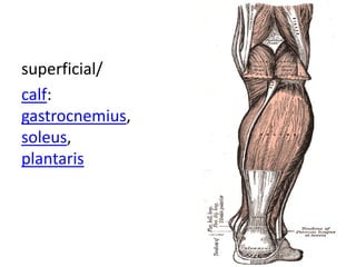 Bony anatomy of human body medical anatomy | PPTX