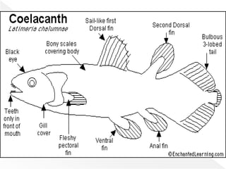Class Osteichthyes (Bony Fishes) | PPTX
