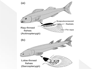 Class Osteichthyes Bony Fish