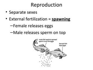 Bony fish powerpoint | PPT