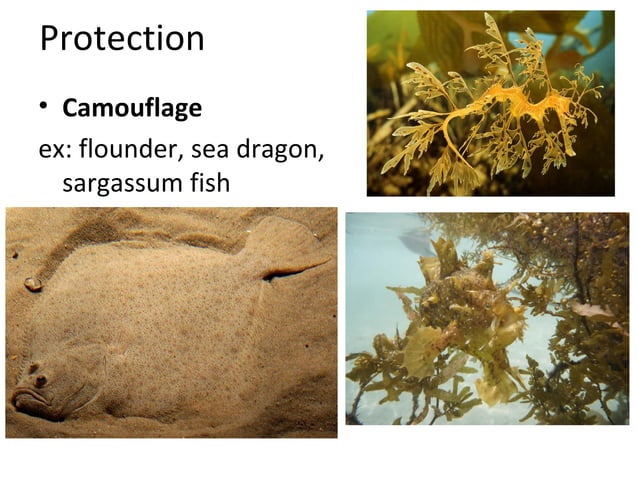 Bony fish powerpoint | PPT