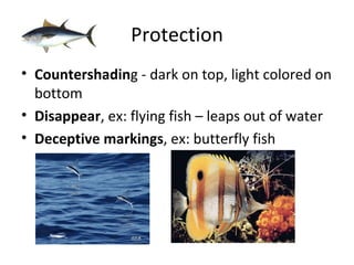 Bony fish powerpoint | PPT