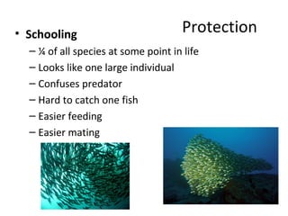 Bony fish powerpoint | PPT