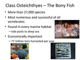 Bony fish powerpoint | PPT