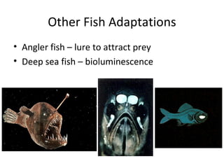 Bony fish powerpoint | PPT