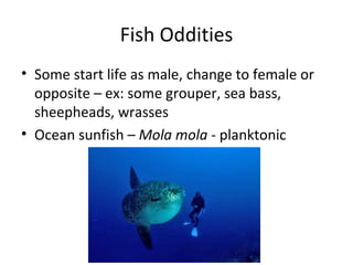 Bony fish powerpoint | PPT