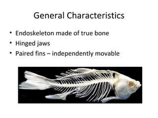 Bony fish powerpoint | PPT
