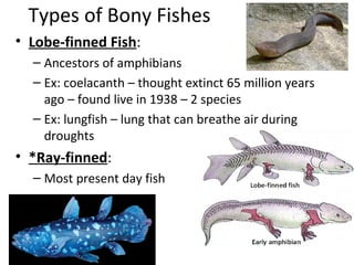 Bony fish powerpoint | PPT