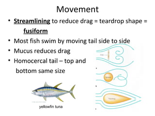 Bony fish powerpoint | PPT