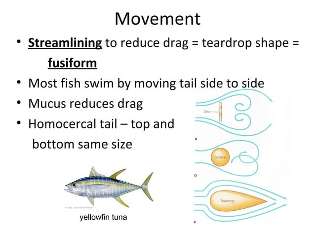 Bony fish powerpoint | PPT