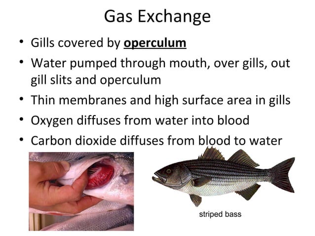 Bony fish powerpoint | PPT