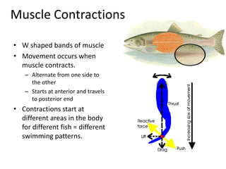 Bony fish powerpoint | PPTX
