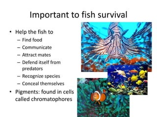 Bony fish powerpoint | PPTX