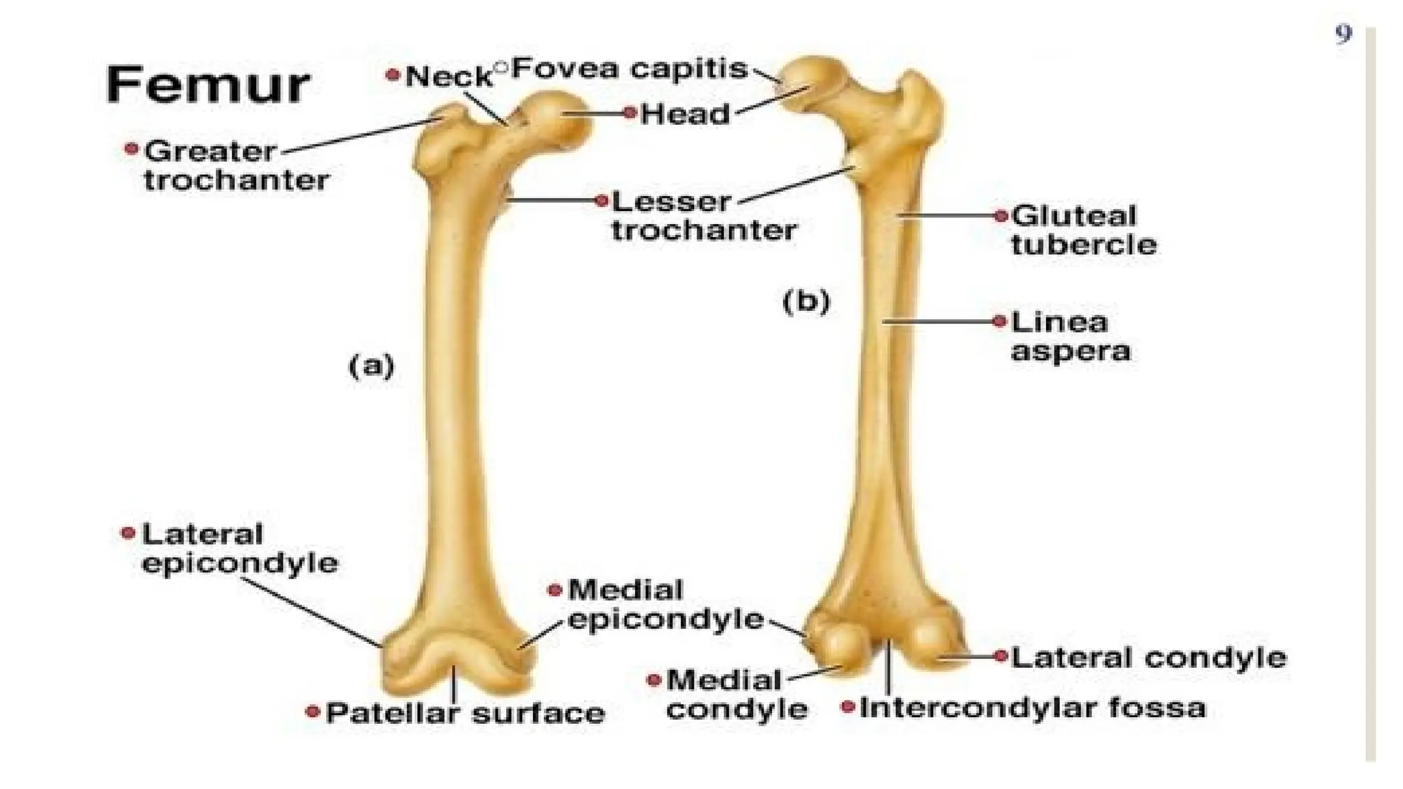 BONY LANDMARKS Terminology of anatomy physiology | PPTX