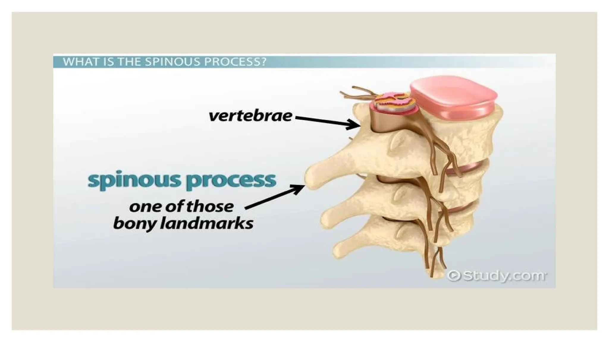 BONY LANDMARKS Terminology of anatomy physiology | PPTX