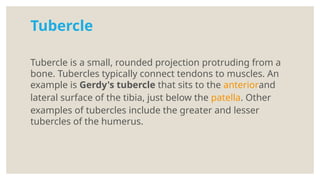 BONY LANDMARKS Terminology of anatomy physiology | PPTX