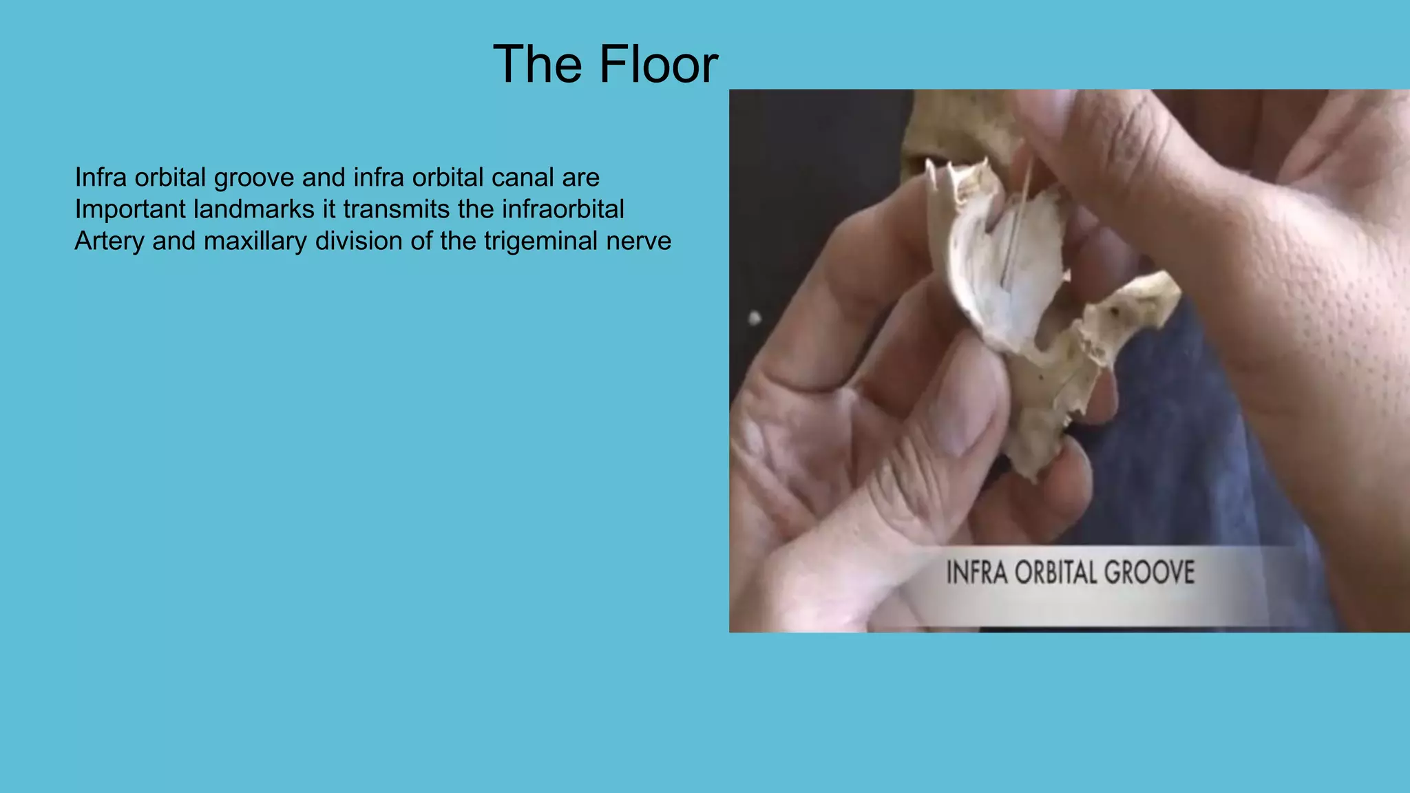 Anatomy of the Bony orbit | PPTX
