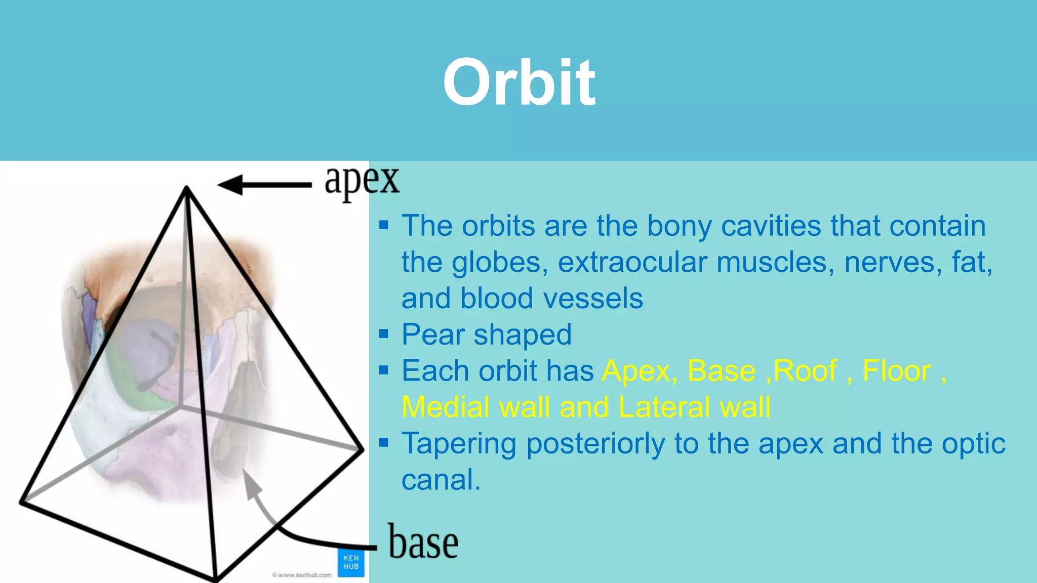 Anatomy of the Bony orbit | PPTX