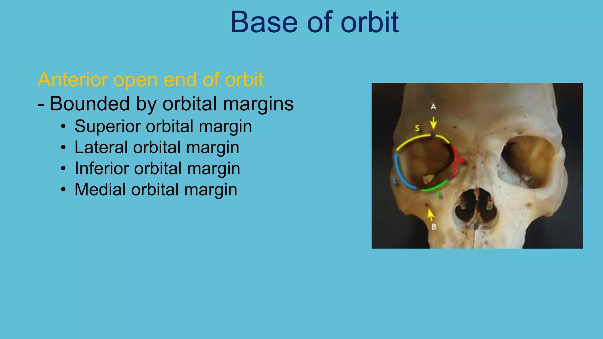 Anatomy of the Bony orbit | PPTX