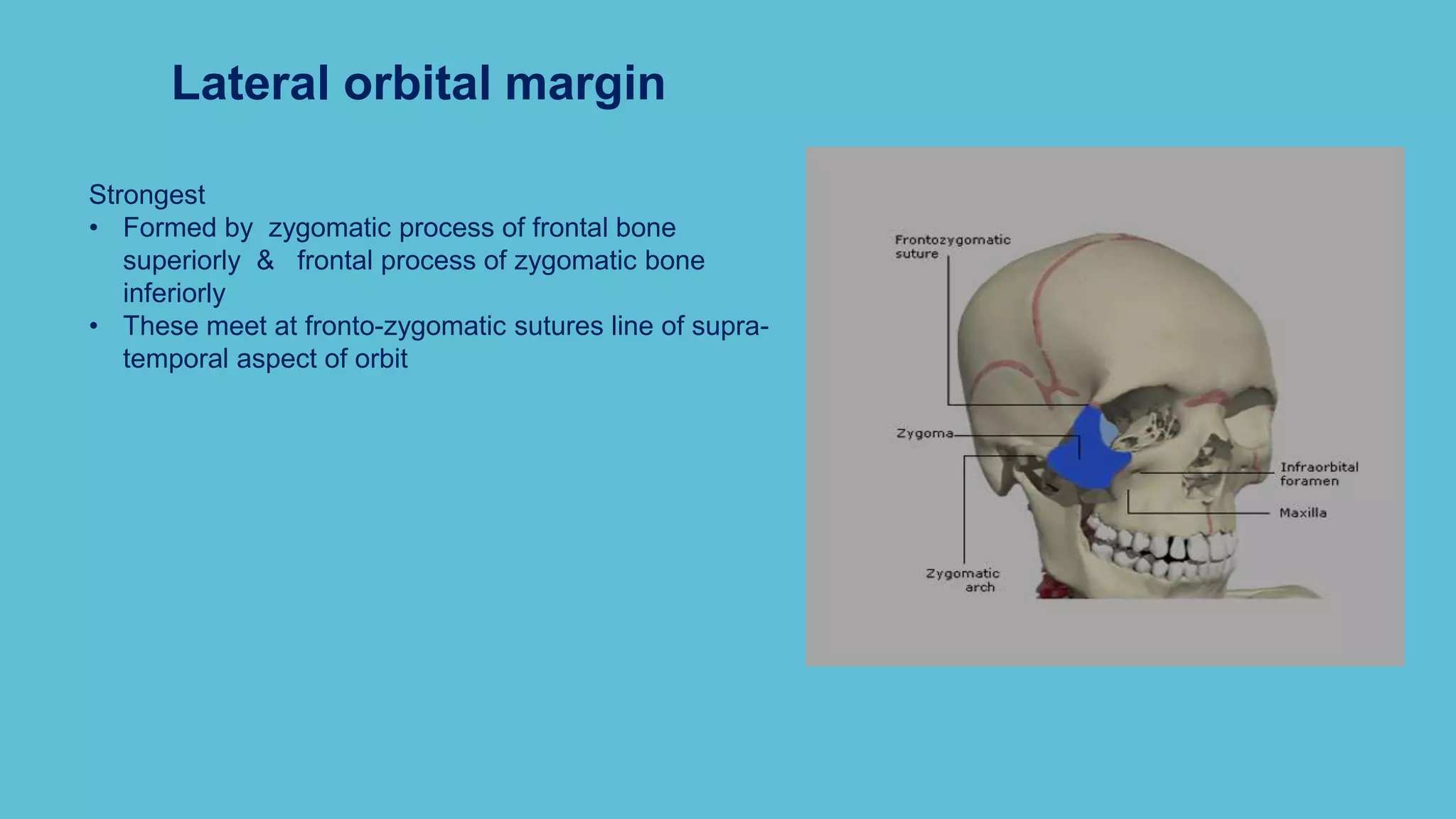 Anatomy of the Bony orbit | PPTX