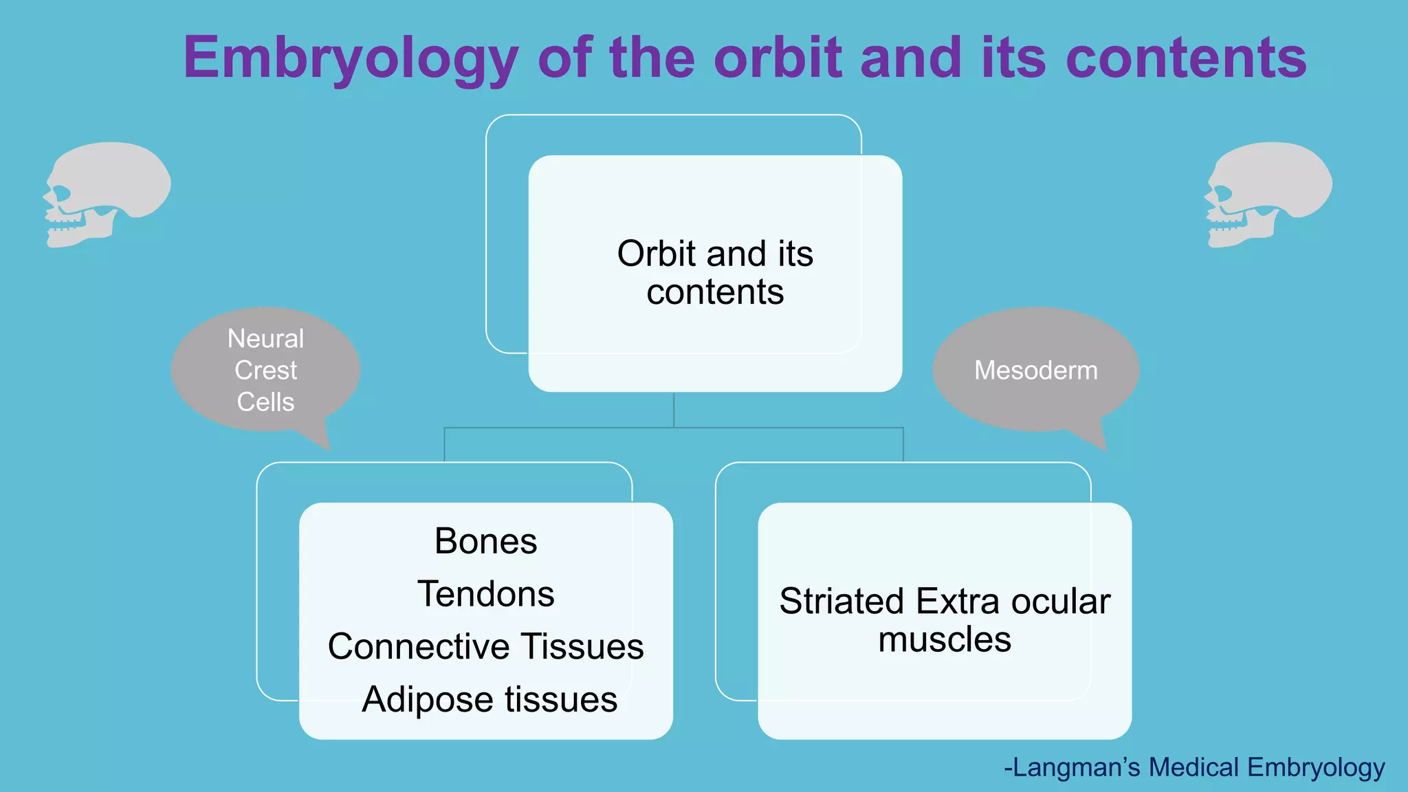 Anatomy of the Bony orbit | PPTX