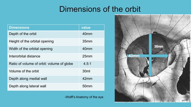 Anatomy of the Bony orbit | PPTX