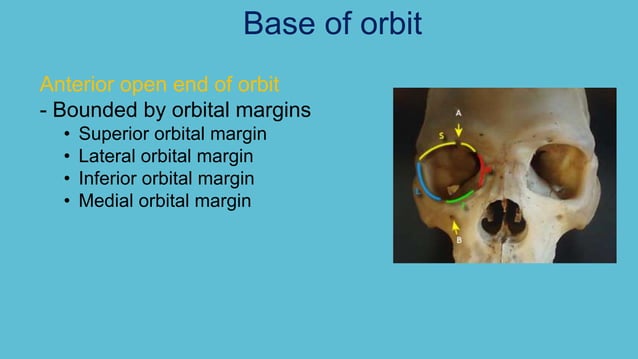 Anatomy Of The Bony Orbit Pptx