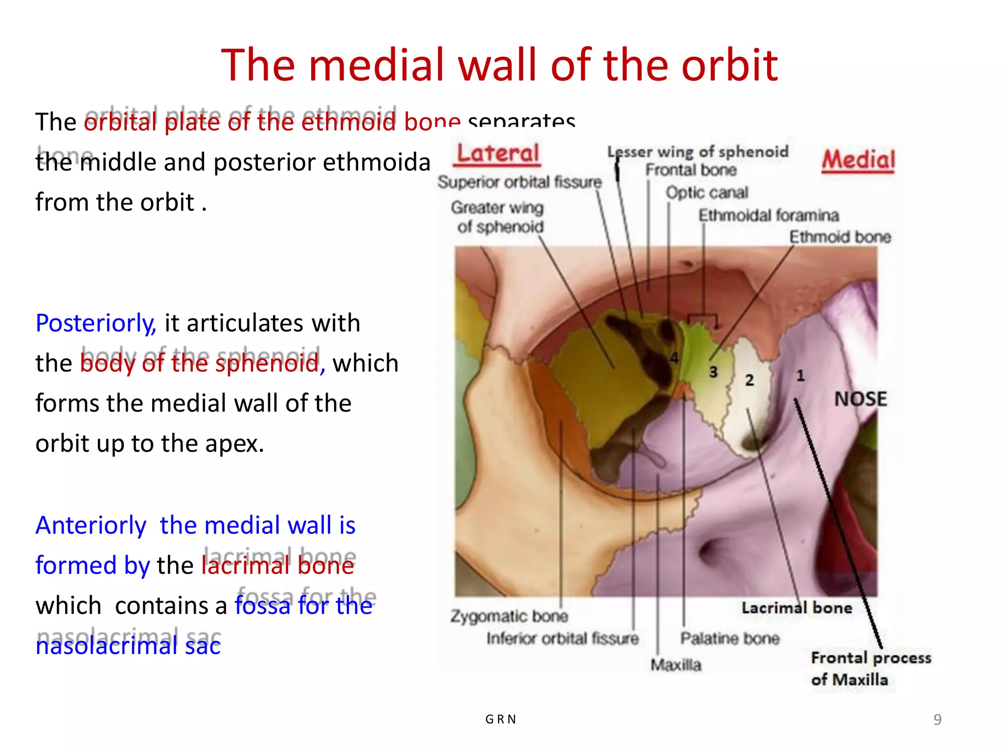 Bony orbit | PDF