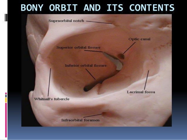 Bony Orbit Anatomy