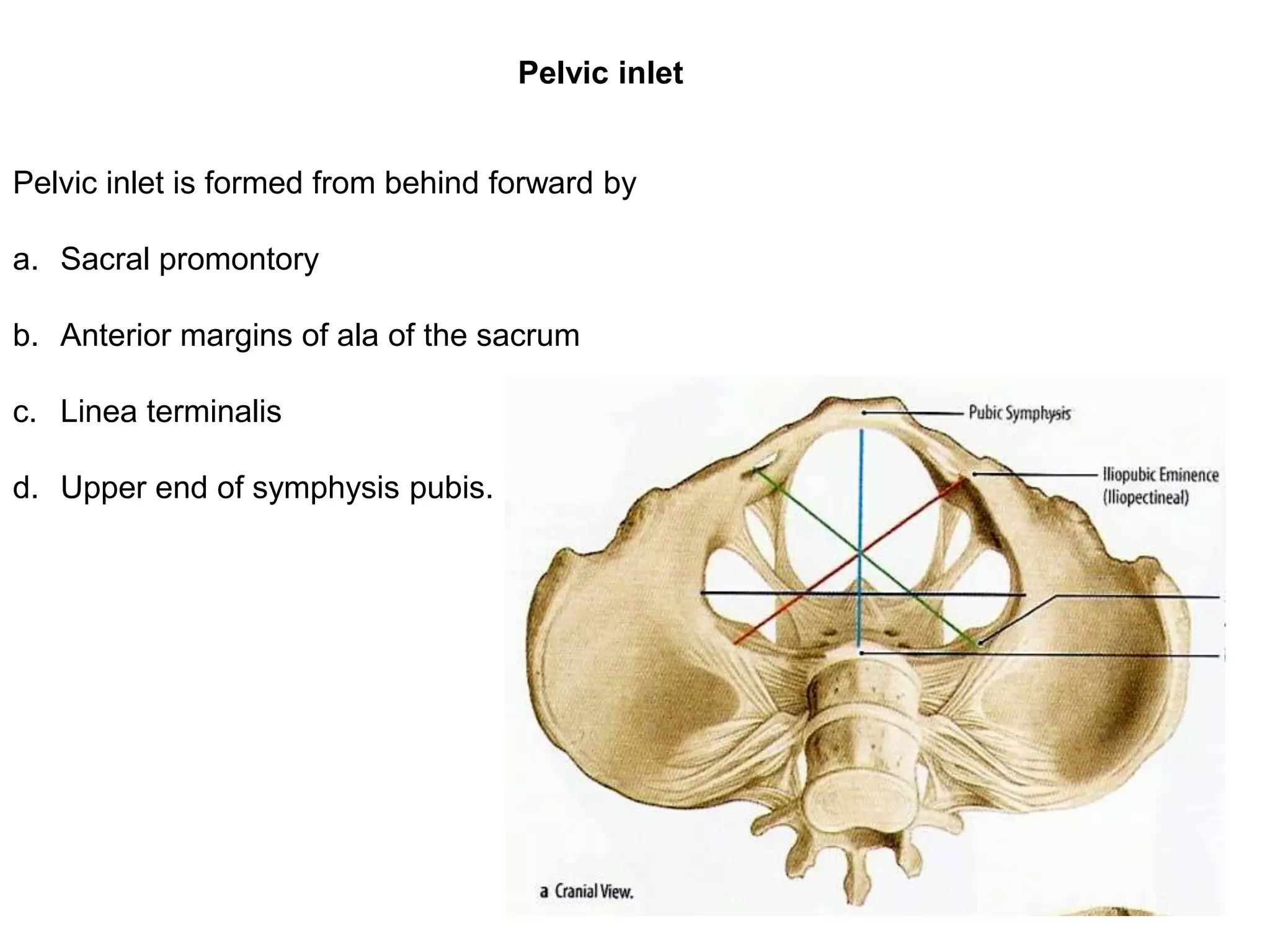 Bony pelvis | PPTX