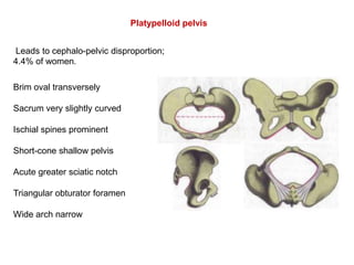 Bony pelvis | PPTX | Pregnancy | Reproductive Health