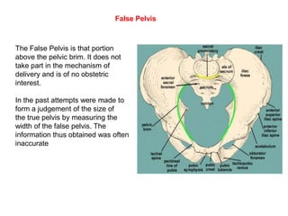 Bony pelvis | PPTX