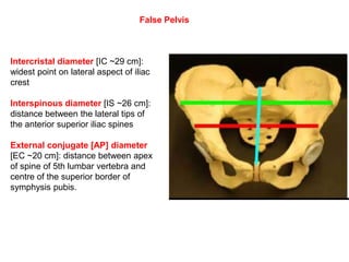 Bony pelvis | PPTX