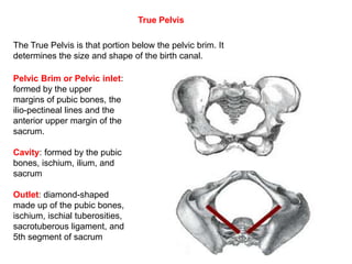Bony pelvis | PPTX