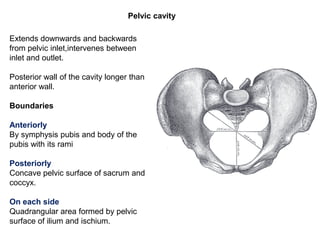 Pelvic Cavity Boundaries